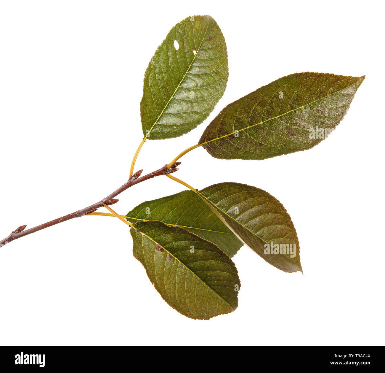 branch of a cherry tree with leaves isolated on white background Stock ...