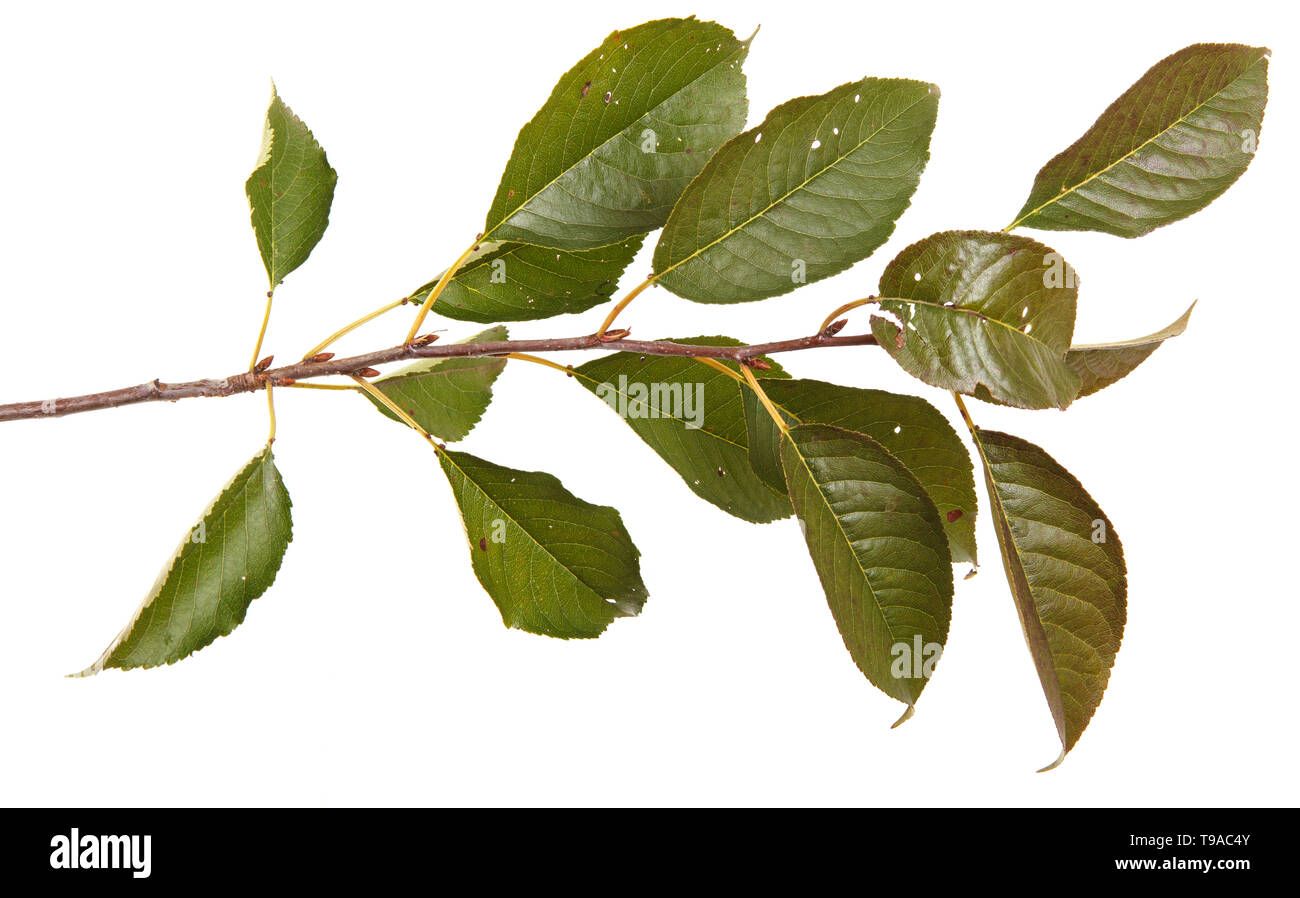 branch of a cherry tree with leaves isolated on white background Stock ...