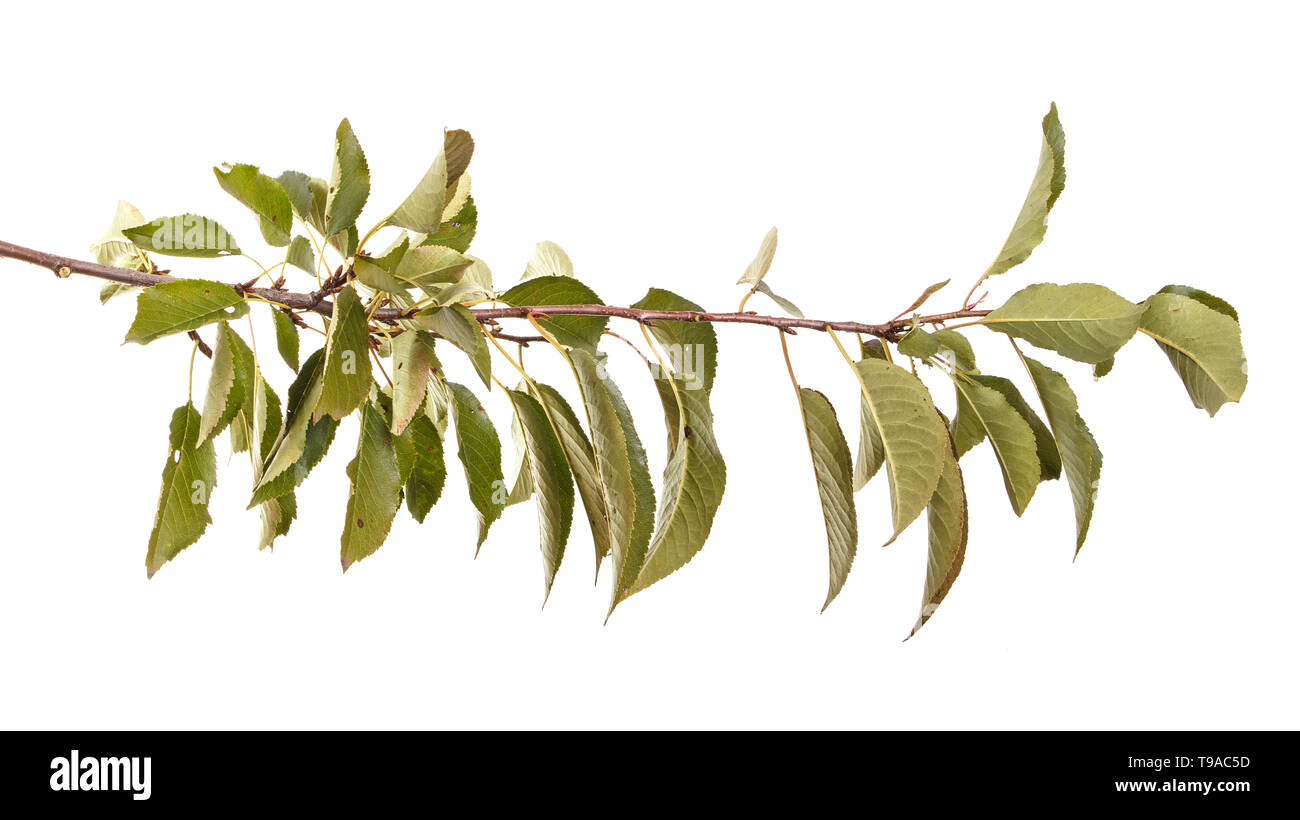 branch of a cherry tree with leaves isolated on white background Stock ...