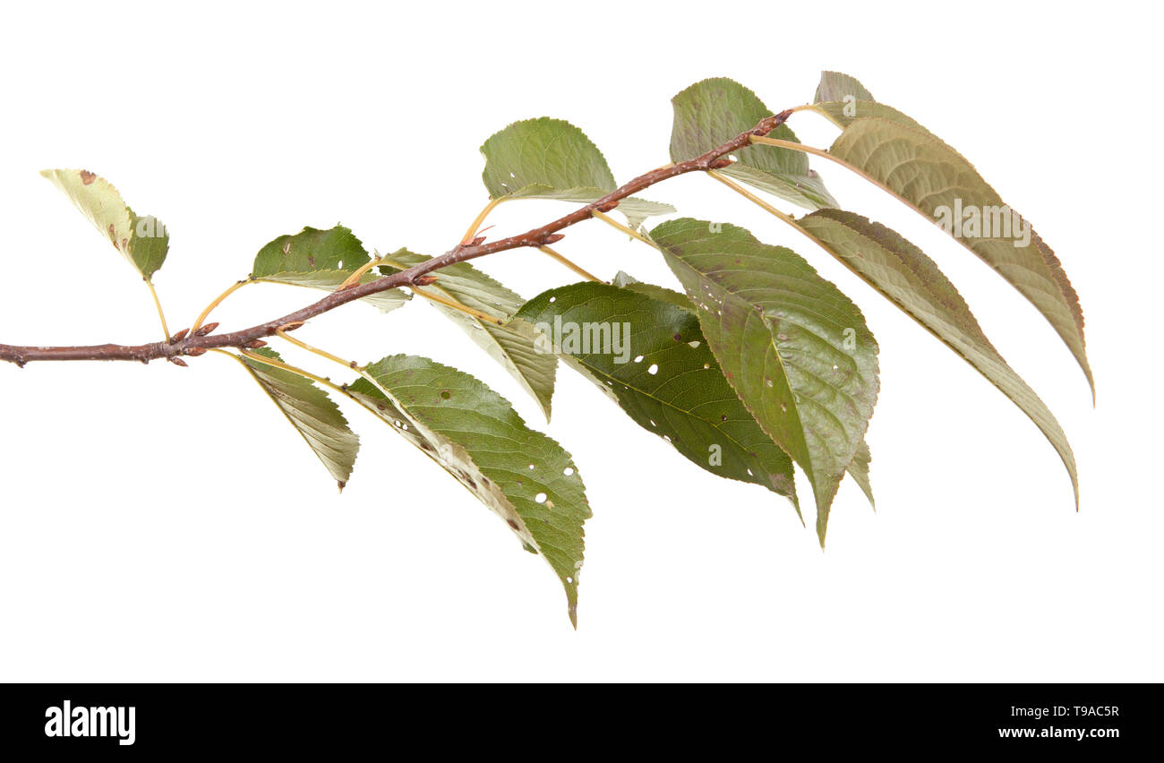 branch of a cherry tree with leaves isolated on white background Stock ...