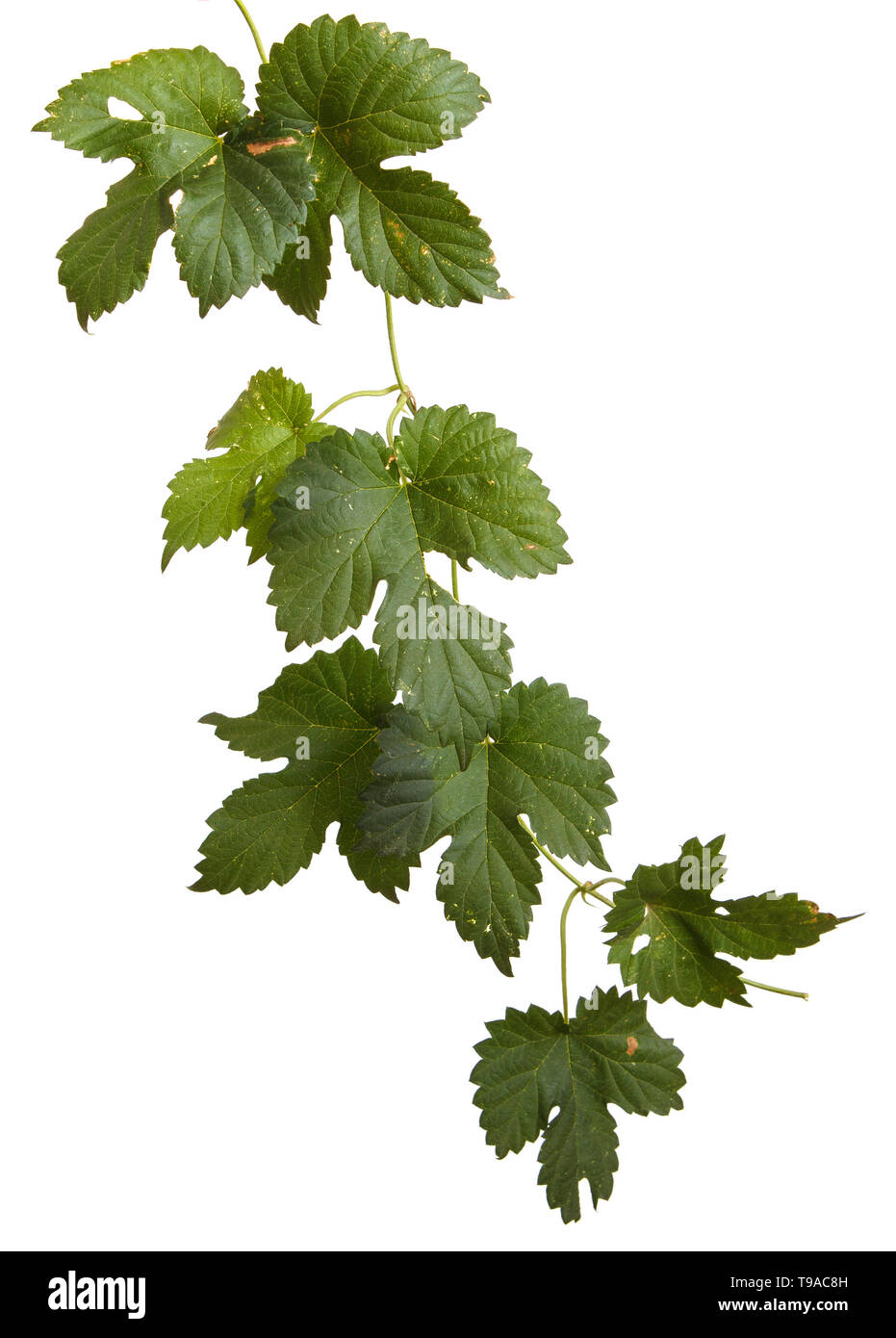 hop leaves isolated on white background Stock Photo - Alamy