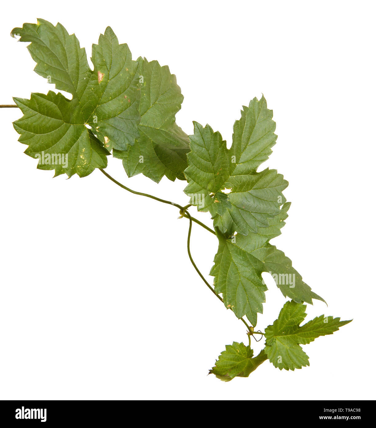 hop leaves isolated on white background Stock Photo - Alamy