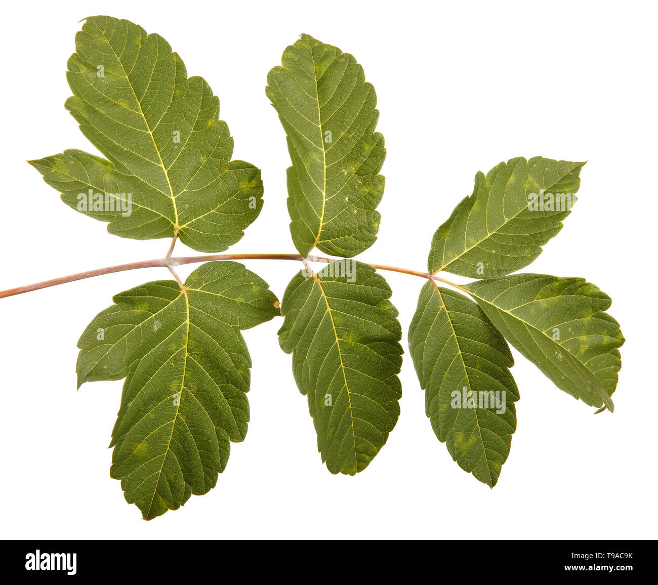 maple leaves isolated on white background Stock Photo - Alamy