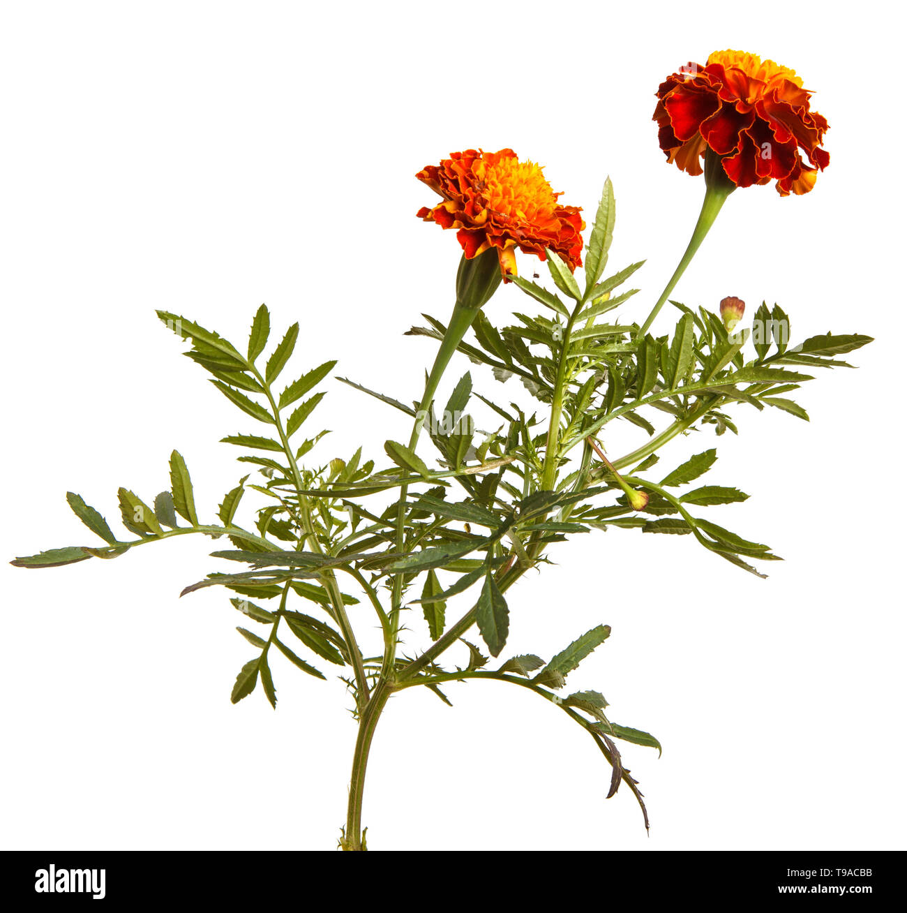marigold flower isolated on white background Stock Photo - Alamy