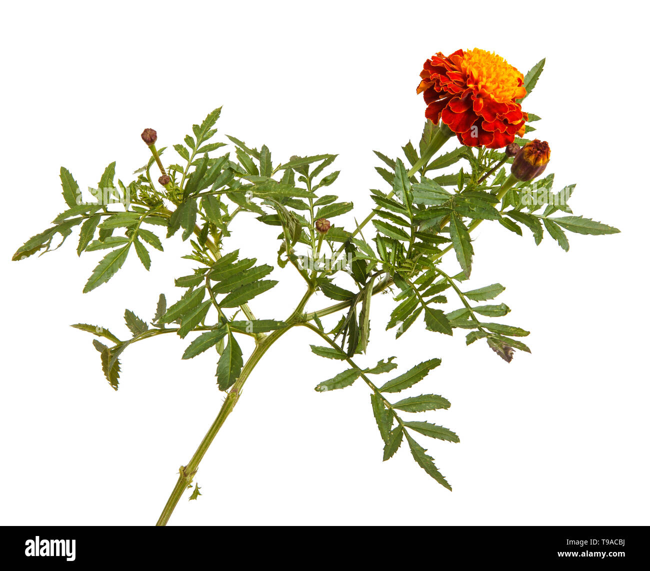 marigold flower isolated on white background Stock Photo - Alamy