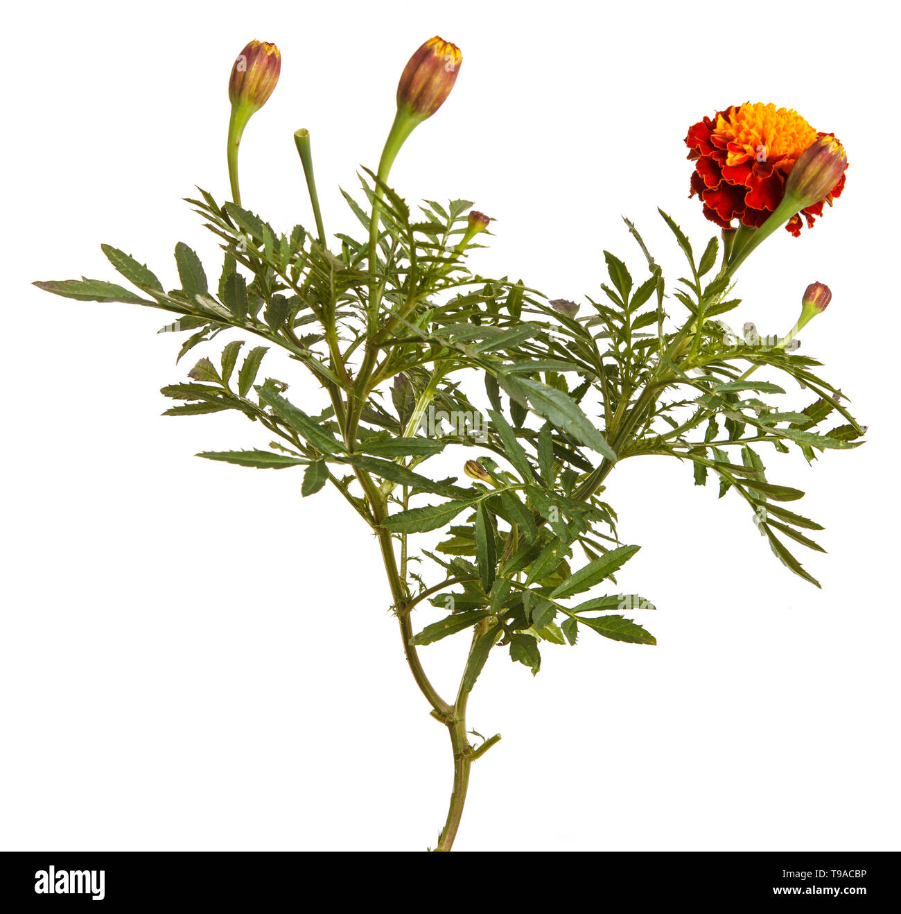 marigold flower isolated on white background Stock Photo - Alamy