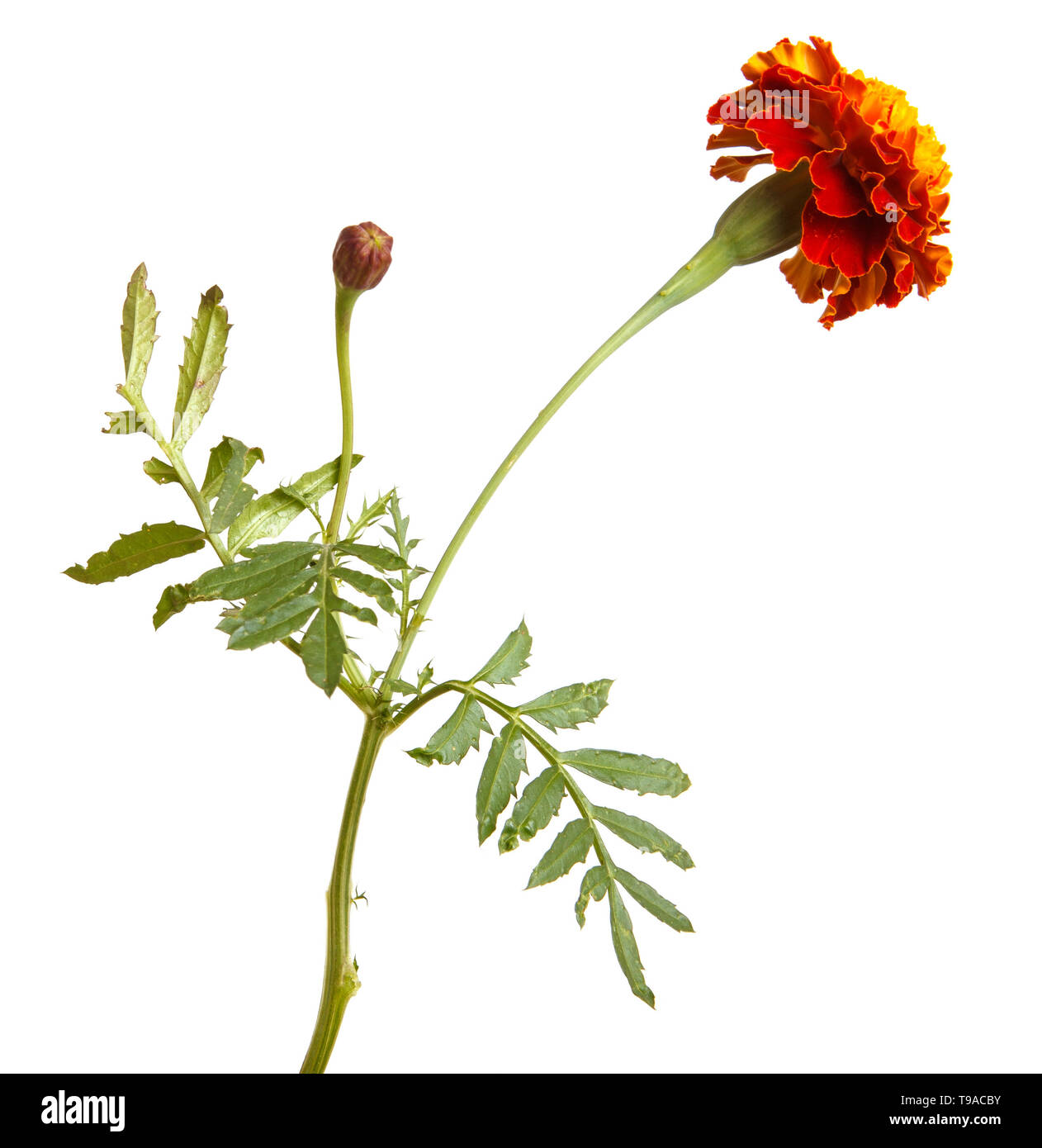 marigold flower isolated on white background Stock Photo - Alamy