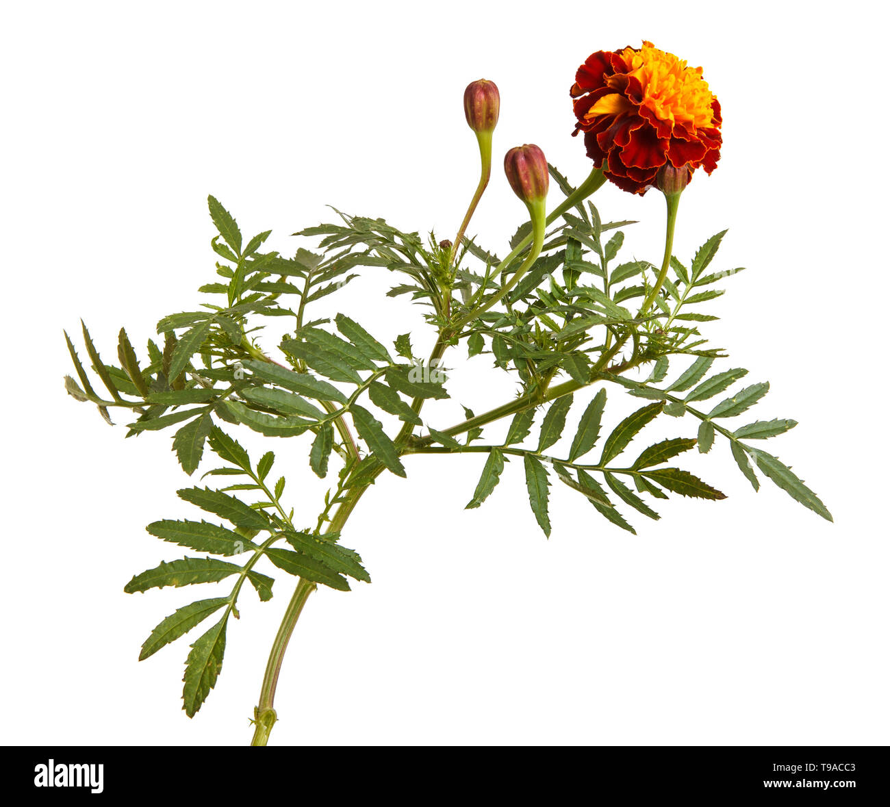 marigold flower isolated on white background Stock Photo - Alamy