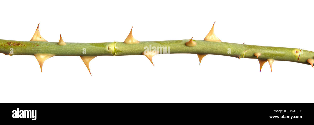 part of the stem roses with thorns. isolated on white background Stock ...