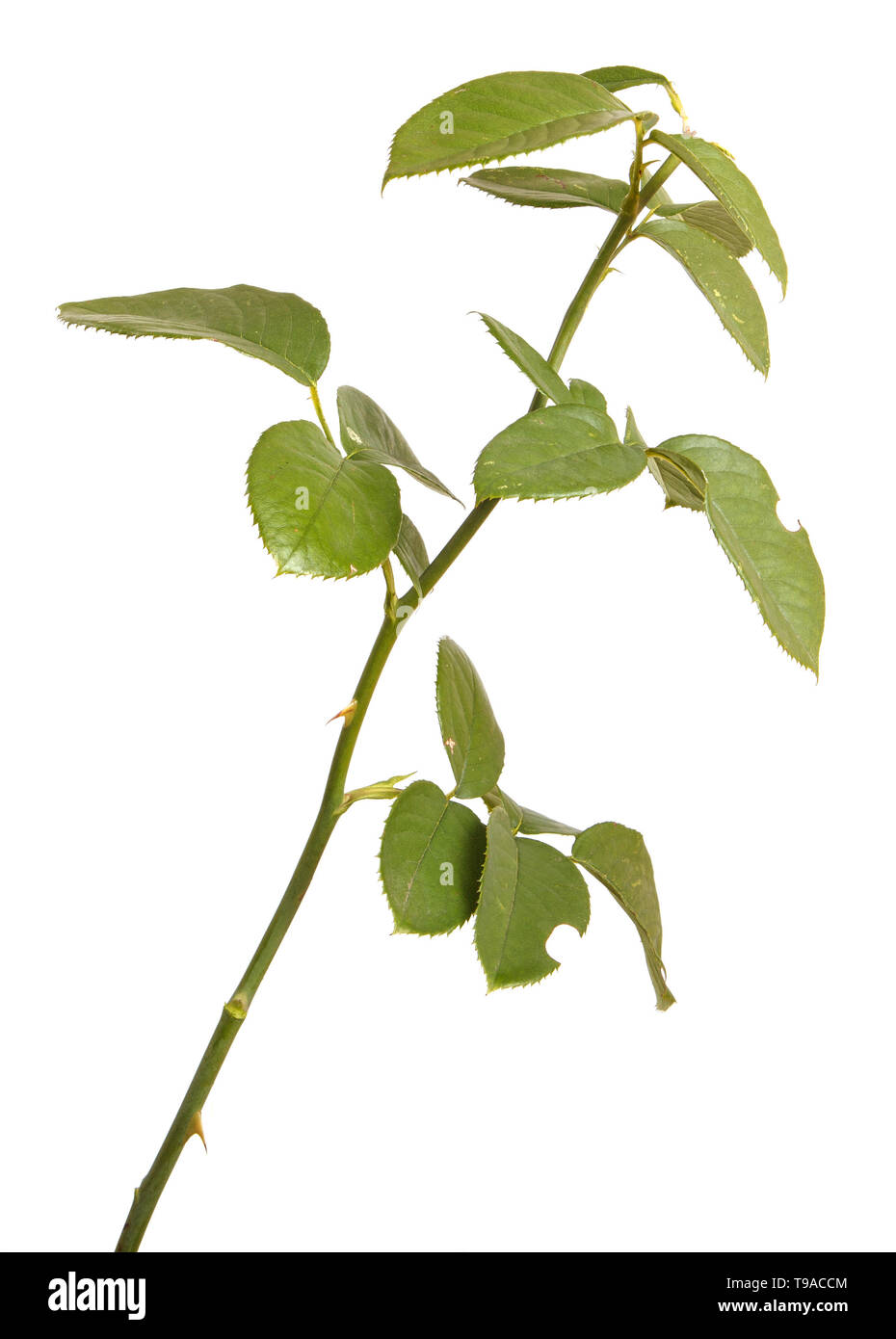 rose bush branch isolated on white background Stock Photo - Alamy