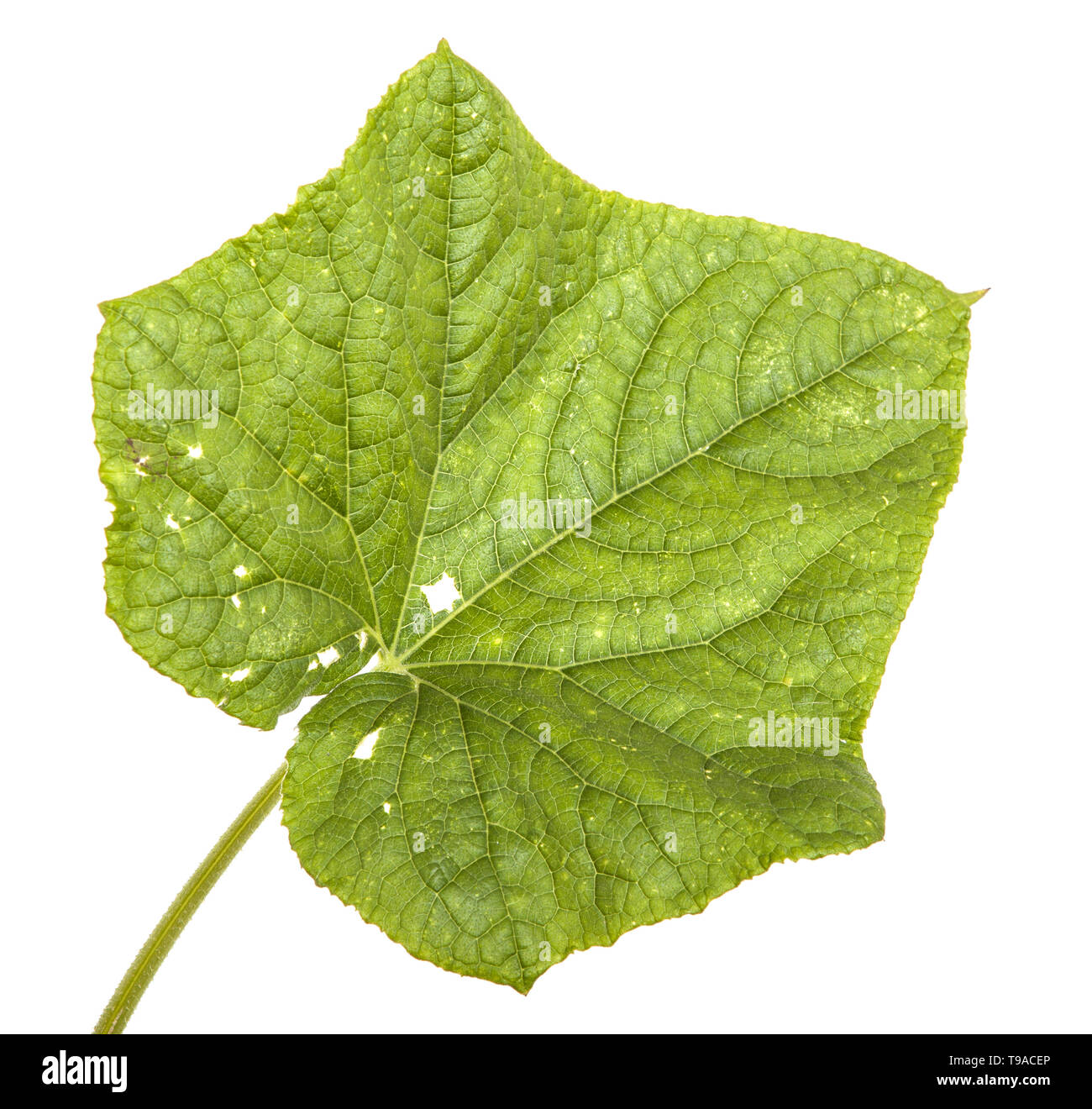 Cucumber Leaf