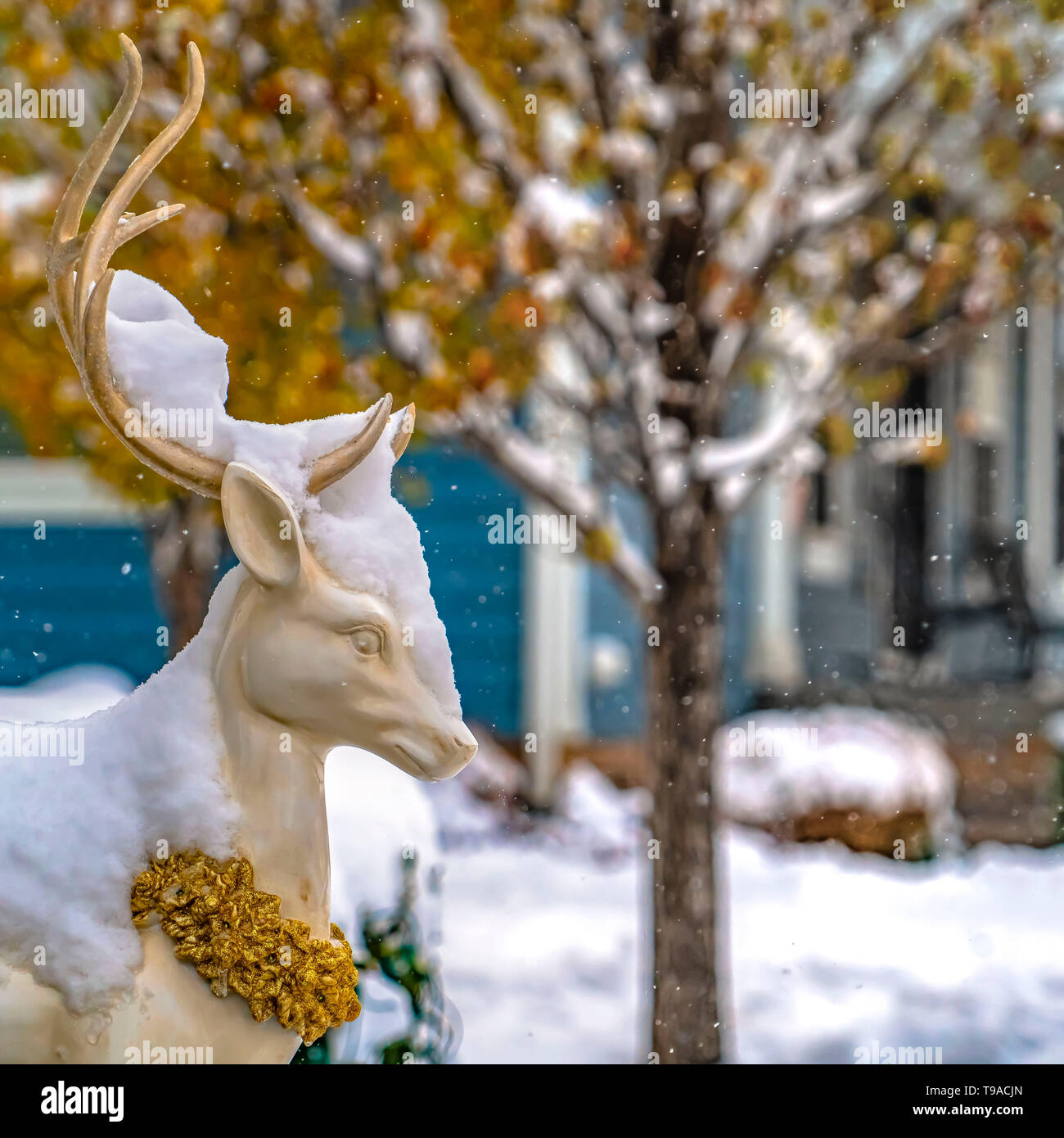 Square Snow covered white reindeer Christmas decoration on a yard in ...