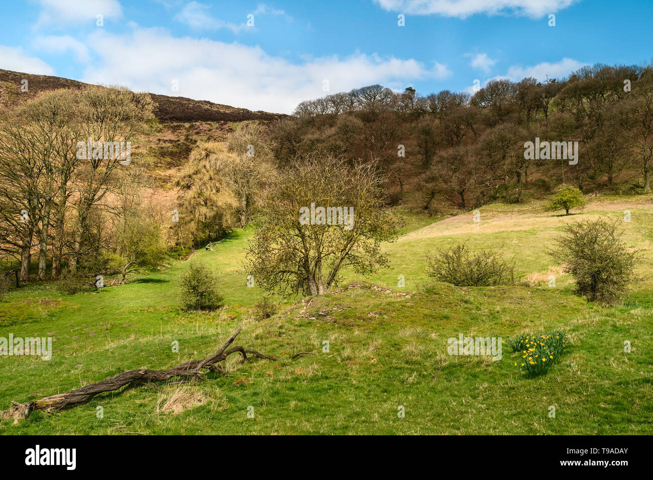 Beautiful walk through the North York Moors with trees, grasses, and ...