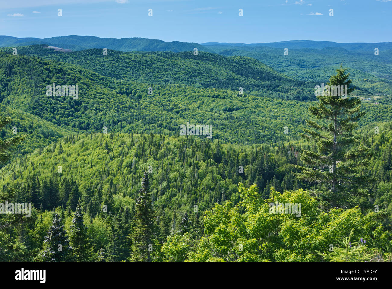 Chic-Chocs Mountains (Appalachian Mountains) from the trail of 'Le mont ...