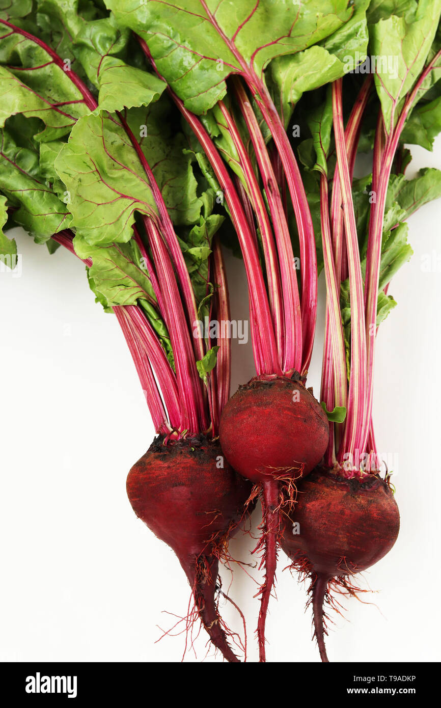 Young beets with tops are located on a white background vertically, top ...