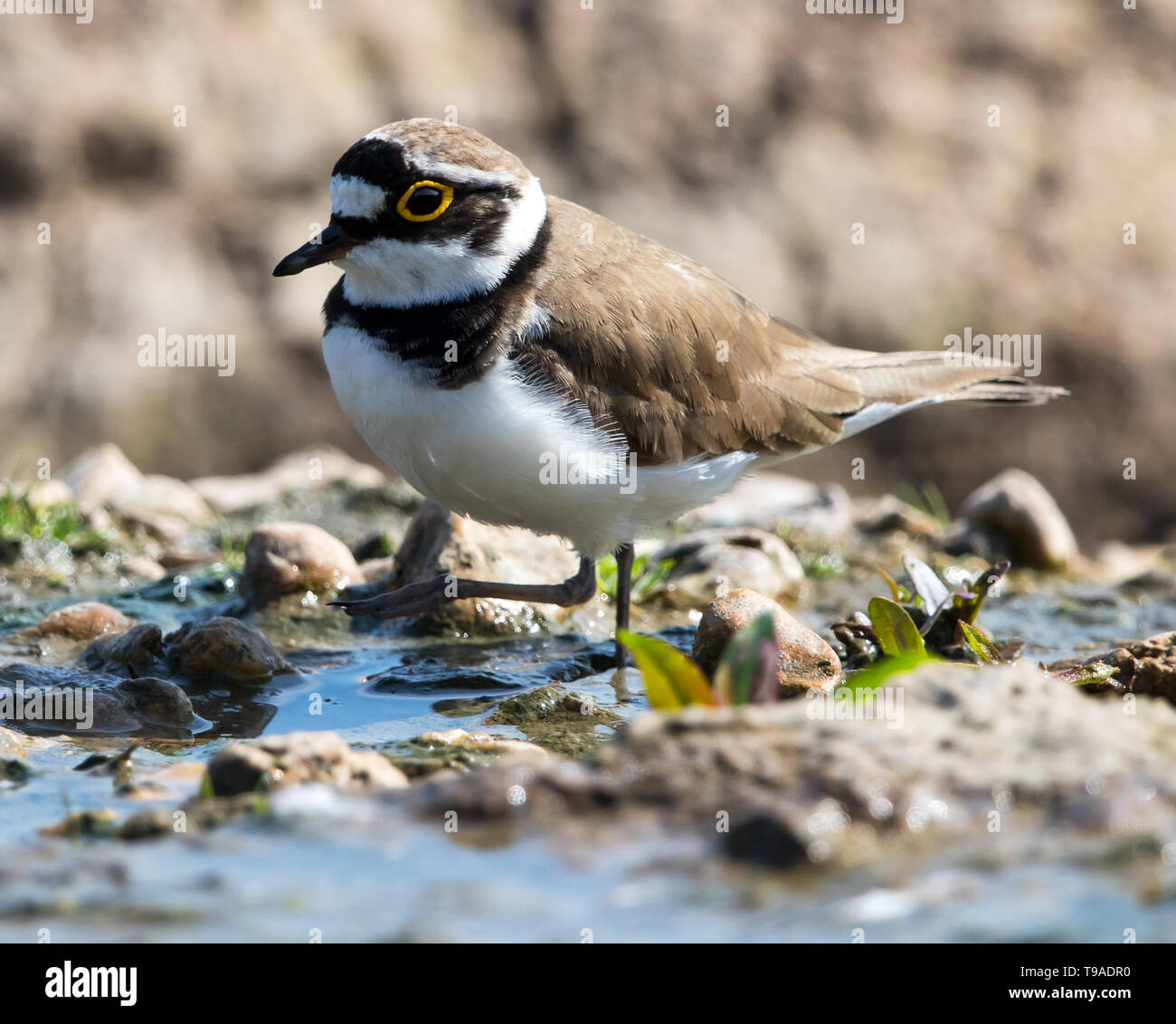Little Ringed Plover in close Stock Photo - Alamy