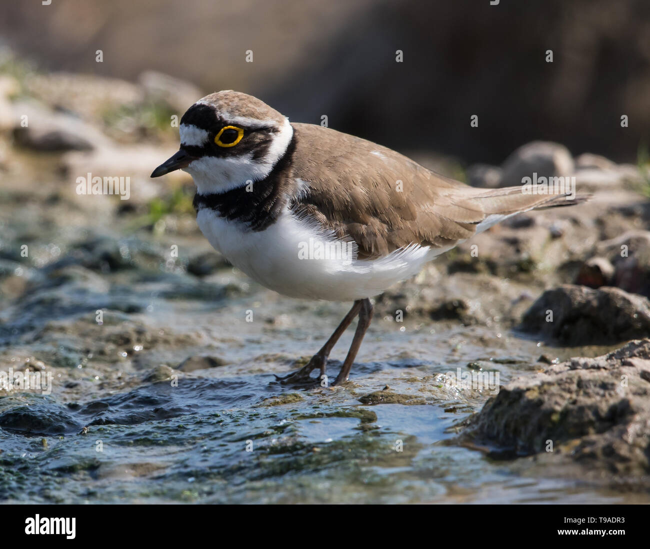 Little Ringed Plover in close Stock Photo - Alamy