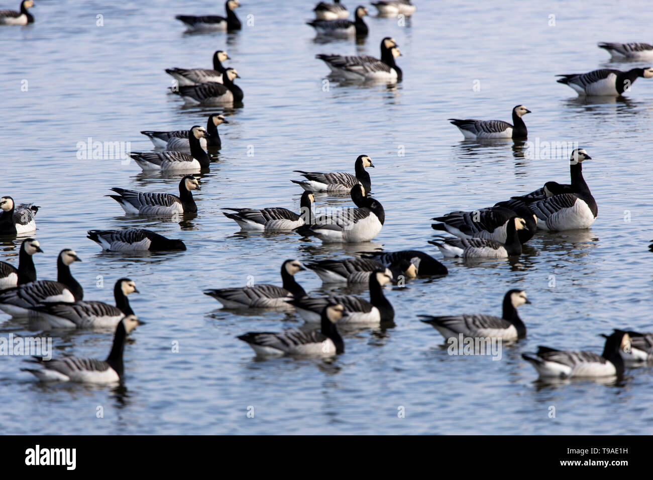 Barnacle geese, pond in Leghorn, in Leybucht near Greetsiel, nature ...