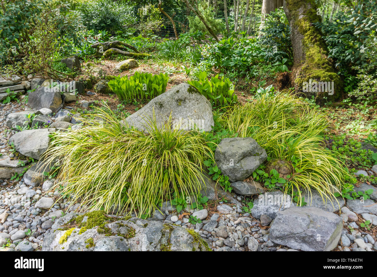 Lacy plant grow between rocks in a garden in Seatac, Washington Stock ...
