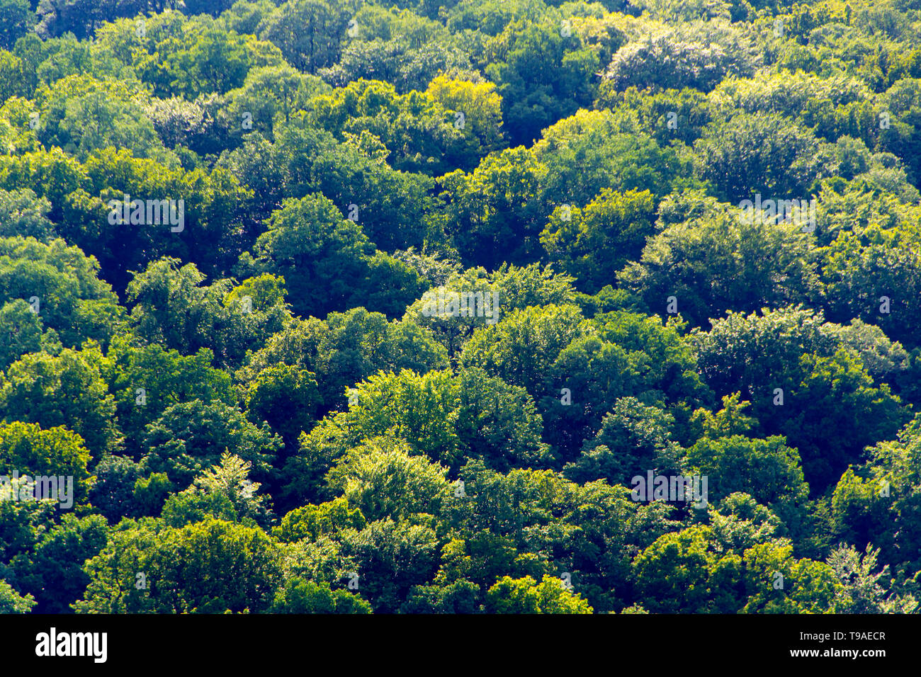 Forest, green crown trees. Wooden backgrounde. - image Stock Photo - Alamy