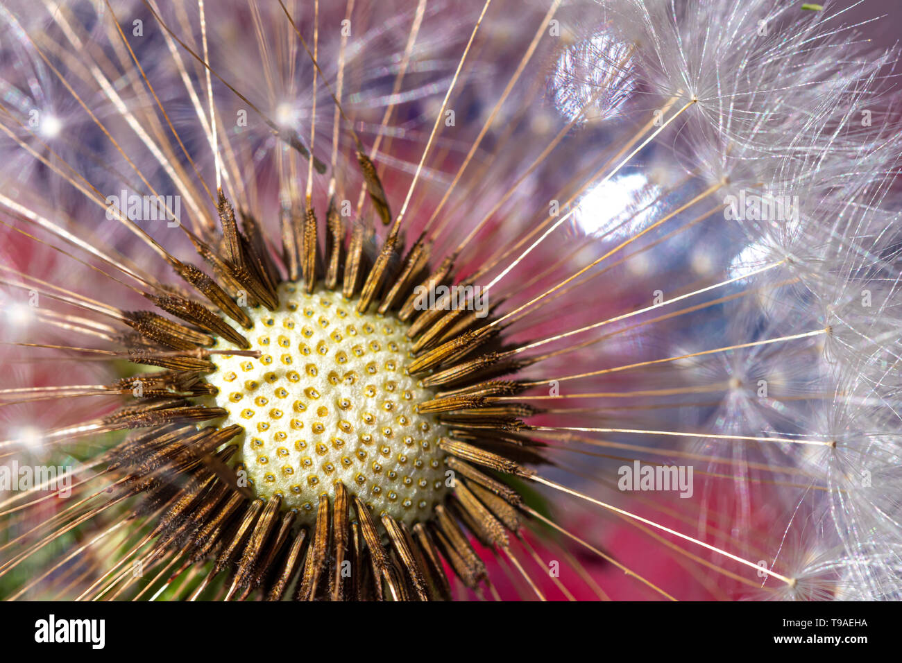 dandelion flower seed close up detail with pink background Stock Photo ...