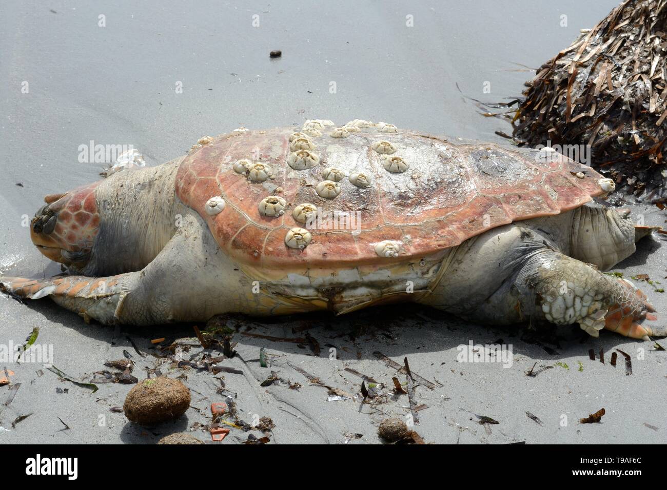 Dead Turtle On Beach
