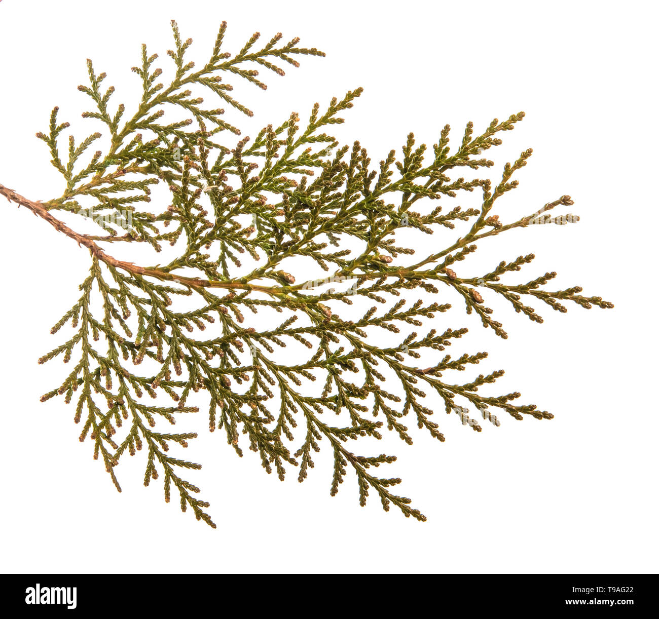 part of a juniper bush. Isolated on white background Stock Photo - Alamy