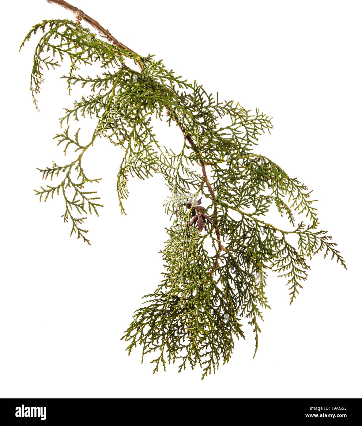 part of a juniper bush. Isolated on white background Stock Photo - Alamy