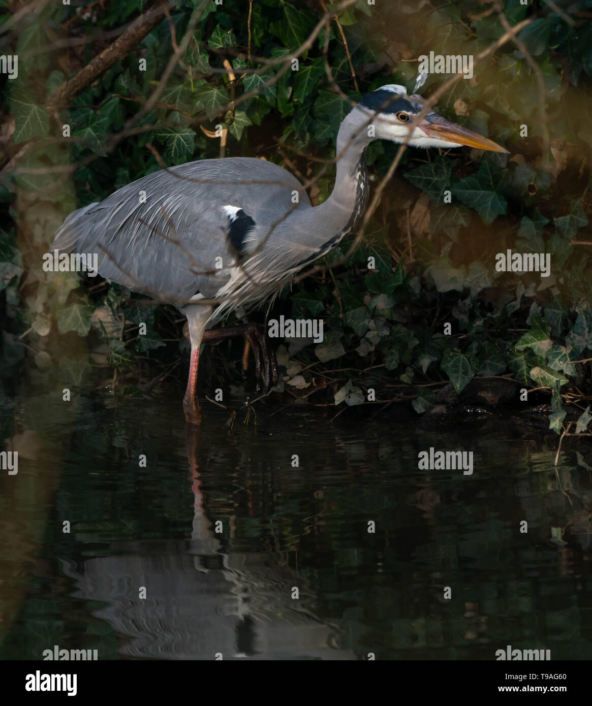 River mole fishing hi-res stock photography and images - Alamy