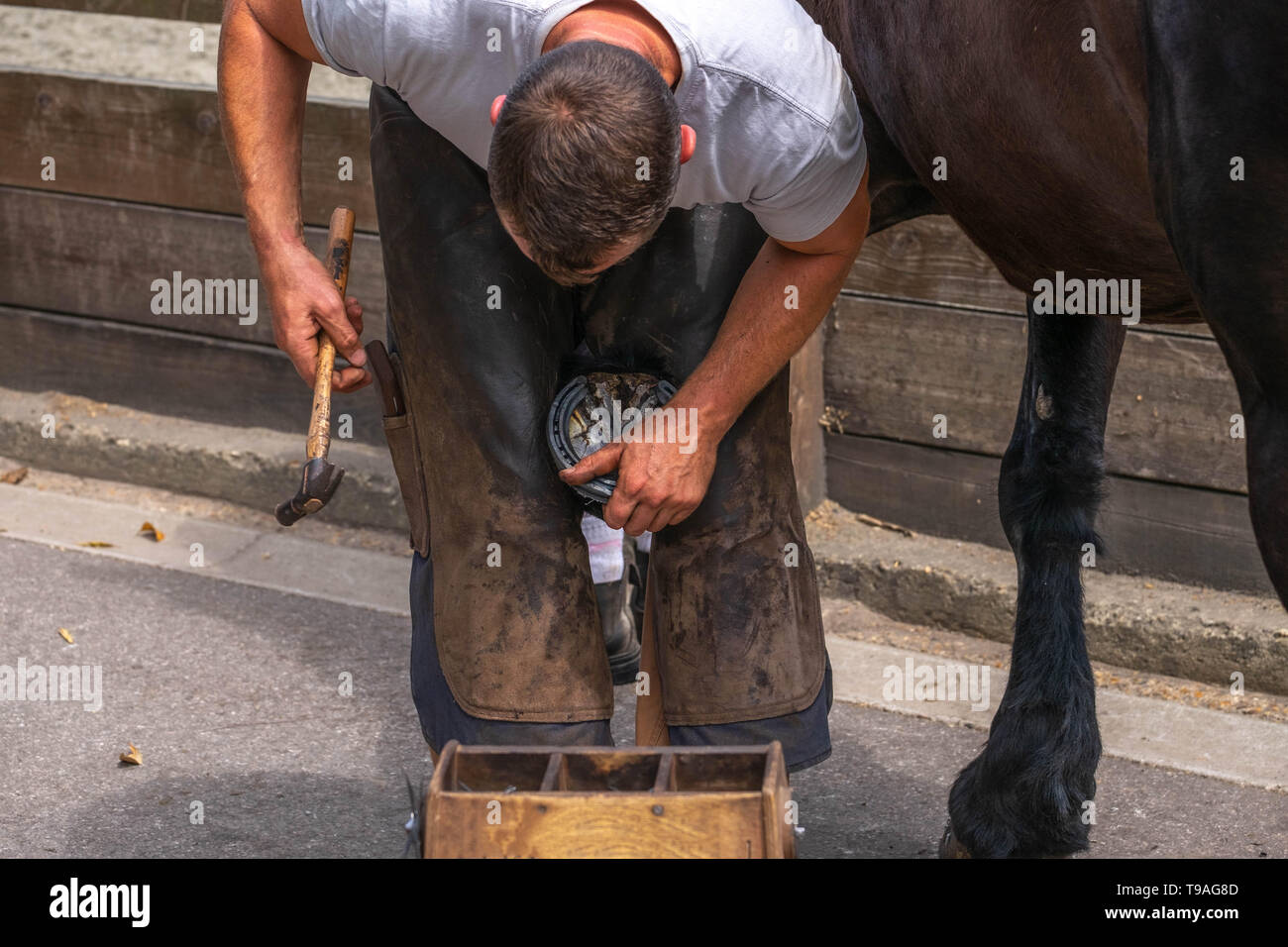 farrier blacksmith shoeing horse Stock Photo - Alamy