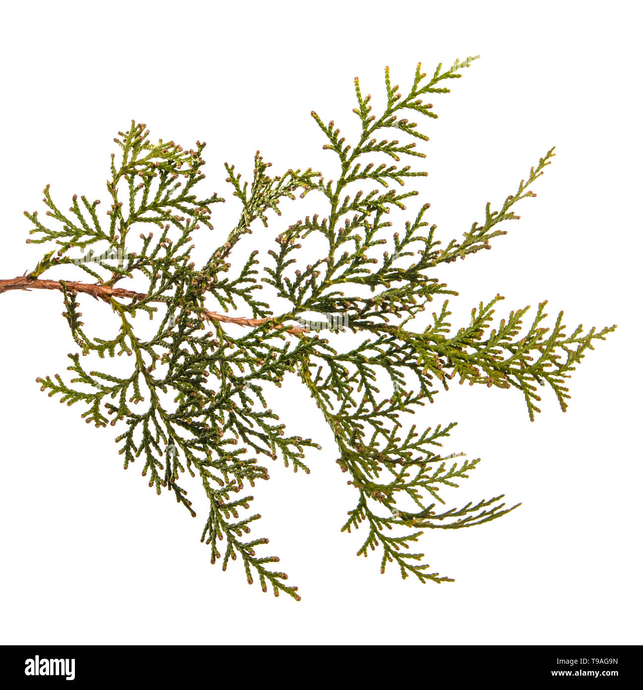 part of a juniper bush. Isolated on white background Stock Photo - Alamy