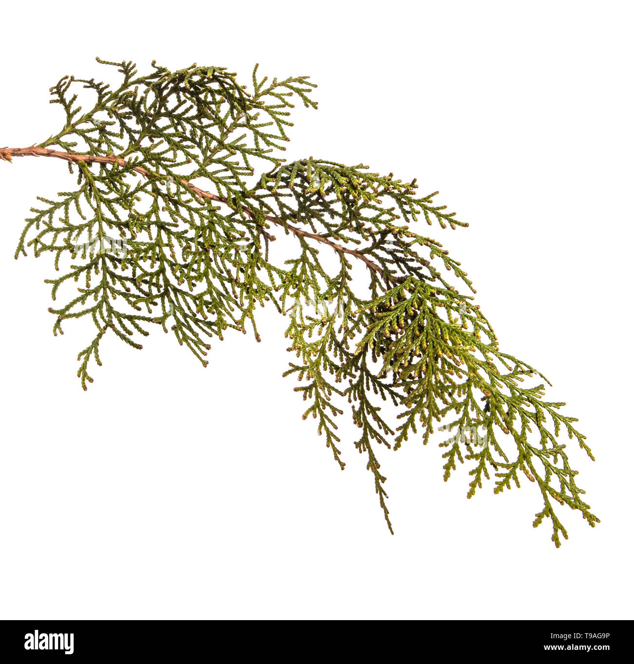 part of a juniper bush. Isolated on white background Stock Photo - Alamy