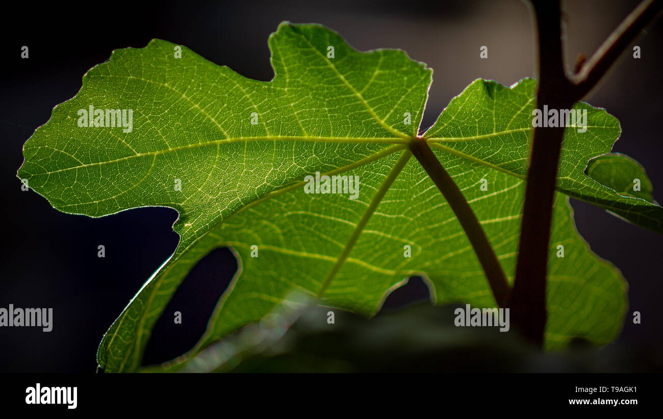 Sycamore flowers hi-res stock photography and images - Alamy