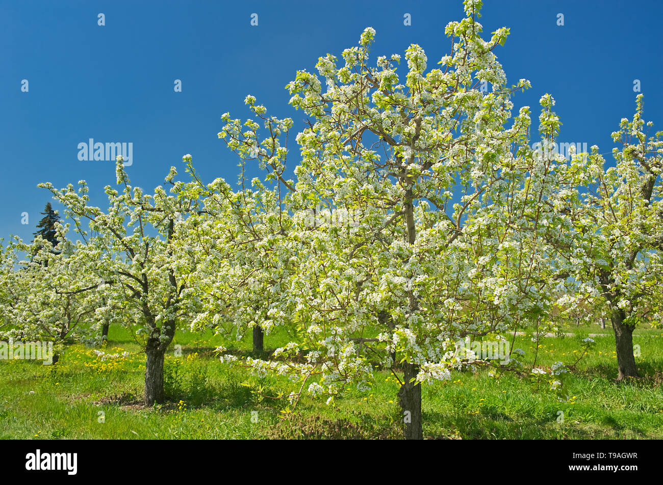 Apple Tree In Bloom