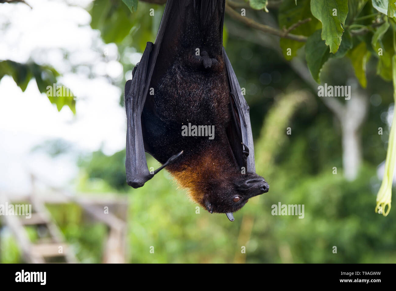 Large Flying Fox or fruit bat (Pteropus vampyrus) hanging in a tree at ...