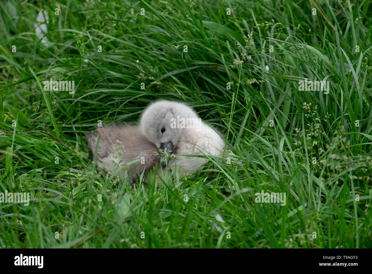 cygnets baby swan cute fluffy Stock Photo - Alamy