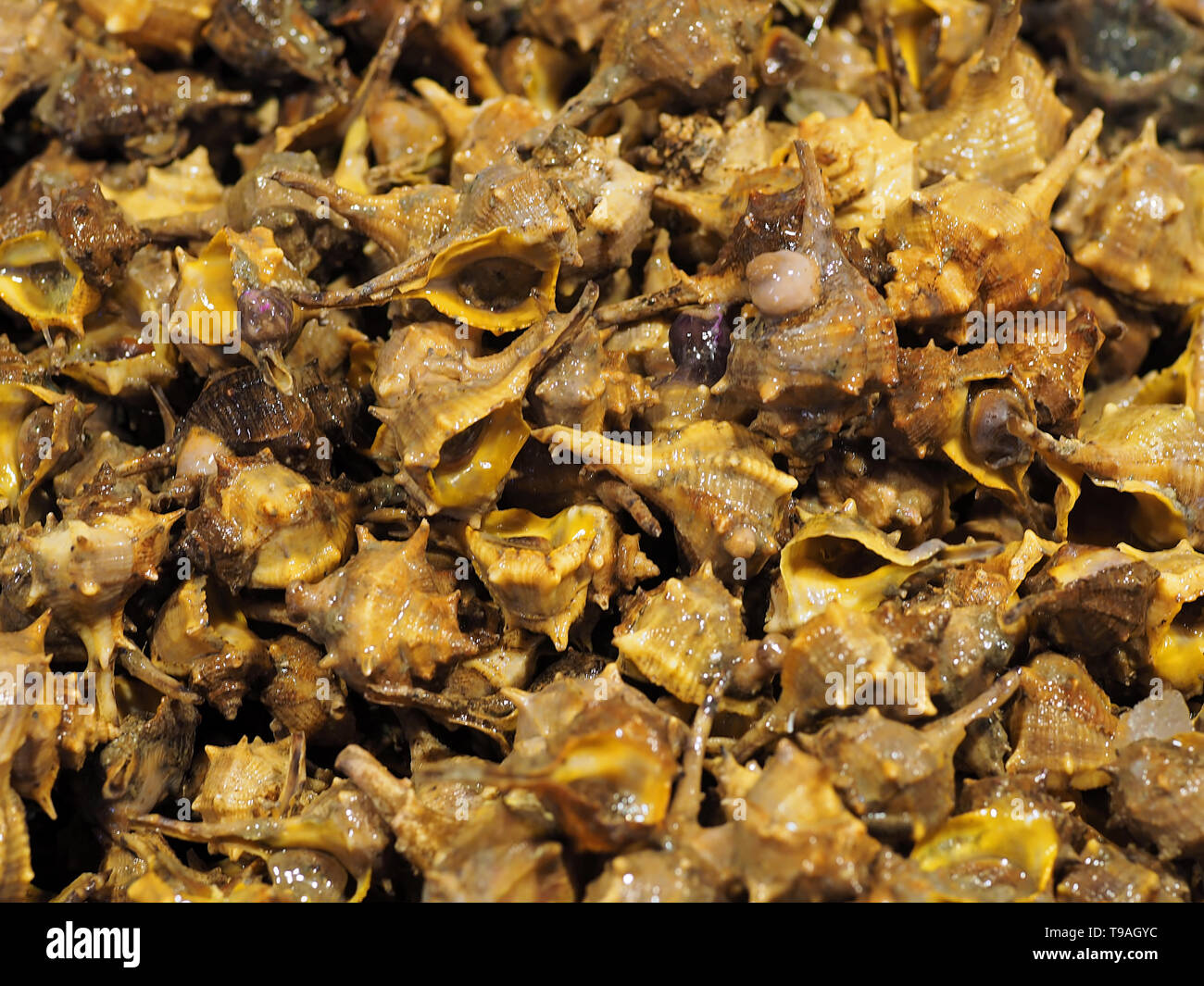 Macro of edible sea snails named rapana venosa Stock Photo - Alamy