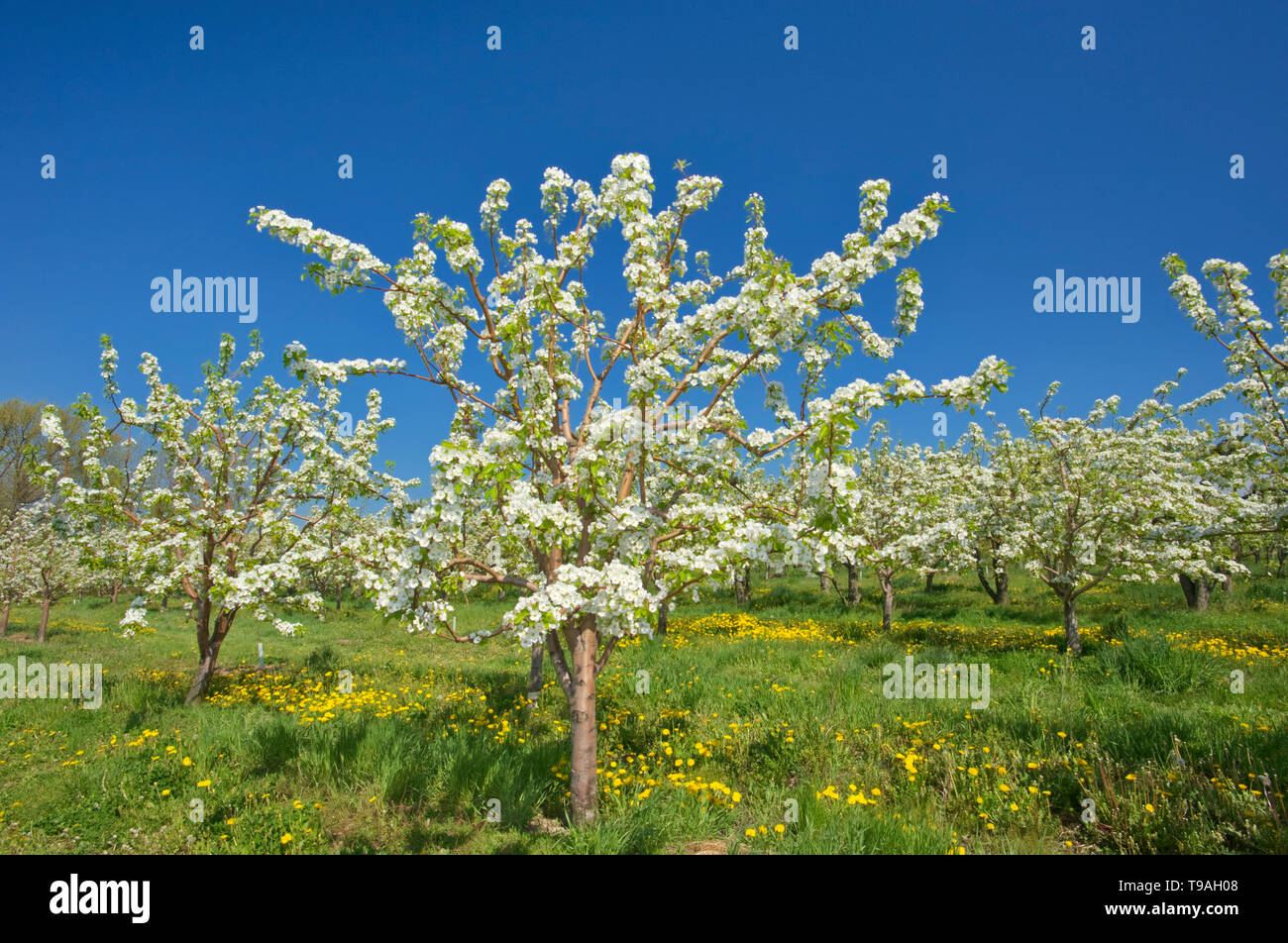 Apple trees in bloom hi-res stock photography and images - Alamy