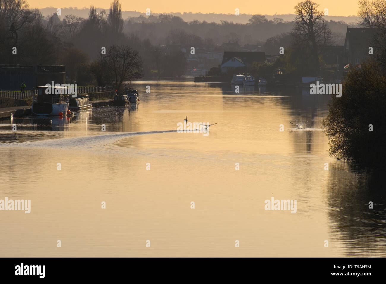 river thames at hampton court Stock Photo - Alamy