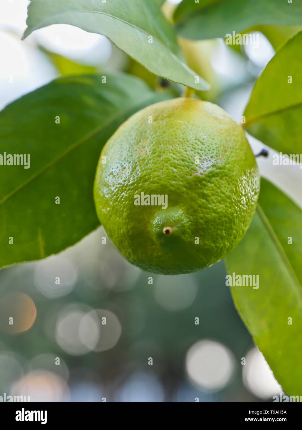 Grow lemon tree hi-res stock photography and images - Alamy