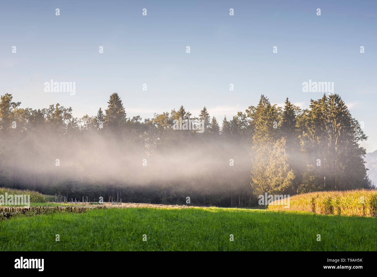 Fog over corn field hi-res stock photography and images - Alamy