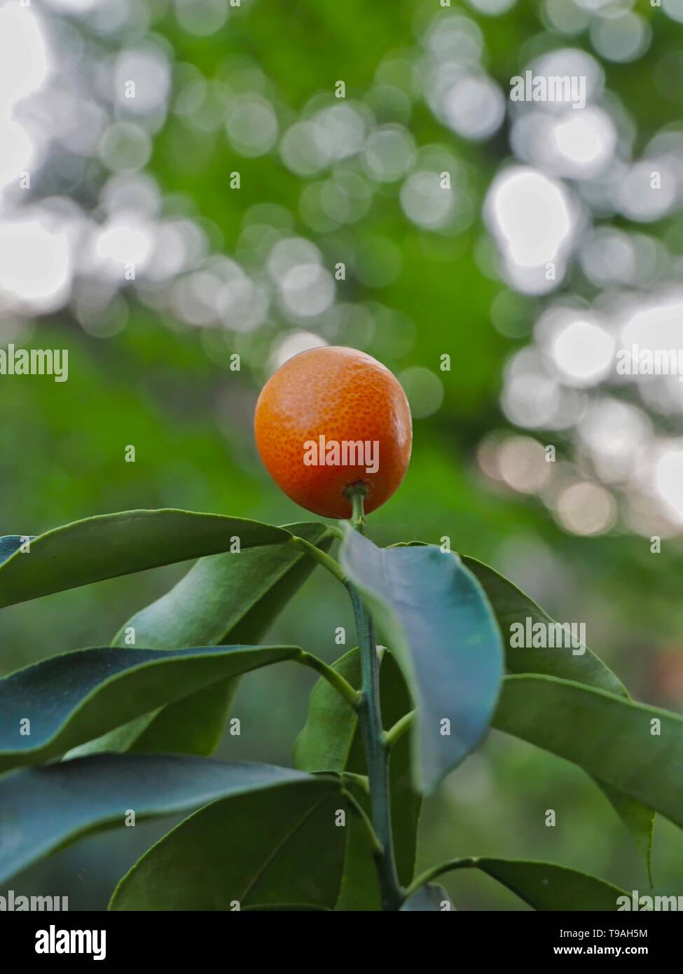 Small tangerine at a mandarin tree Stock Photo - Alamy