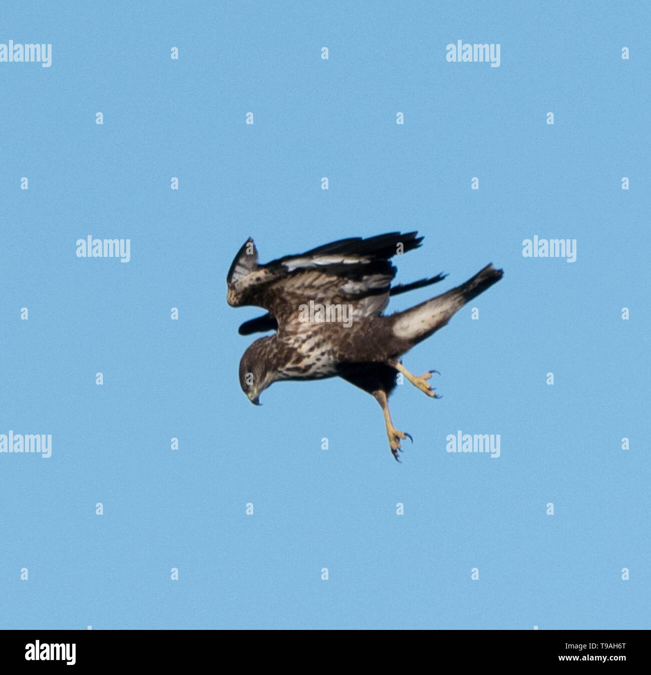 common buzzard hunting talons Stock Photo - Alamy