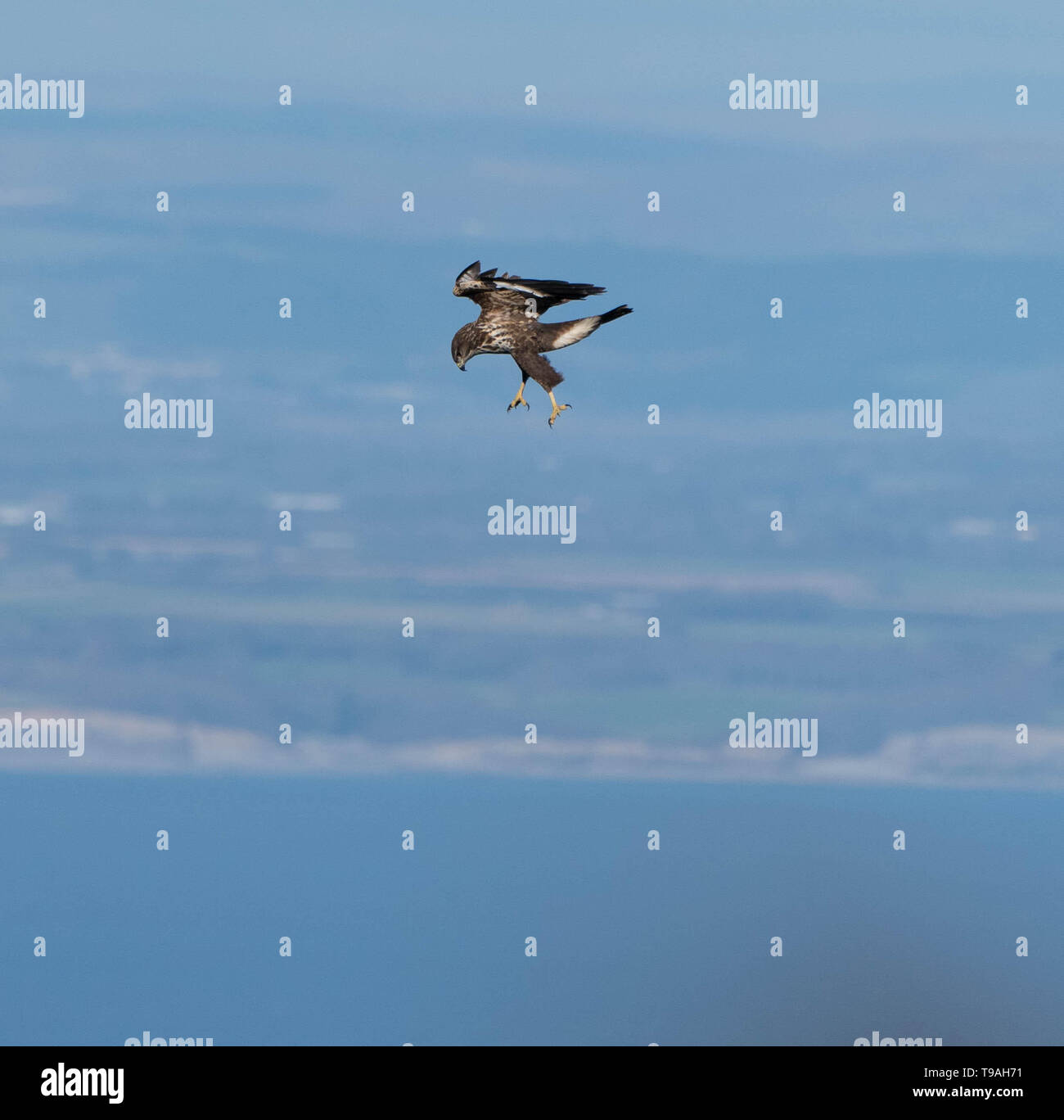 common buzzard flying Stock Photo - Alamy