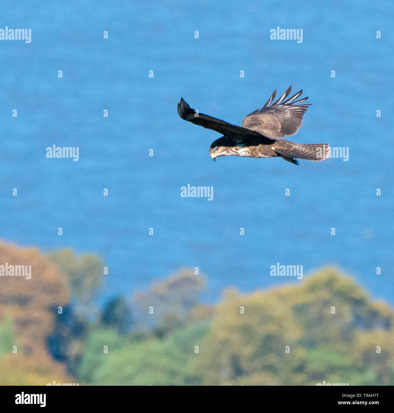 common buzzard flying Stock Photo - Alamy