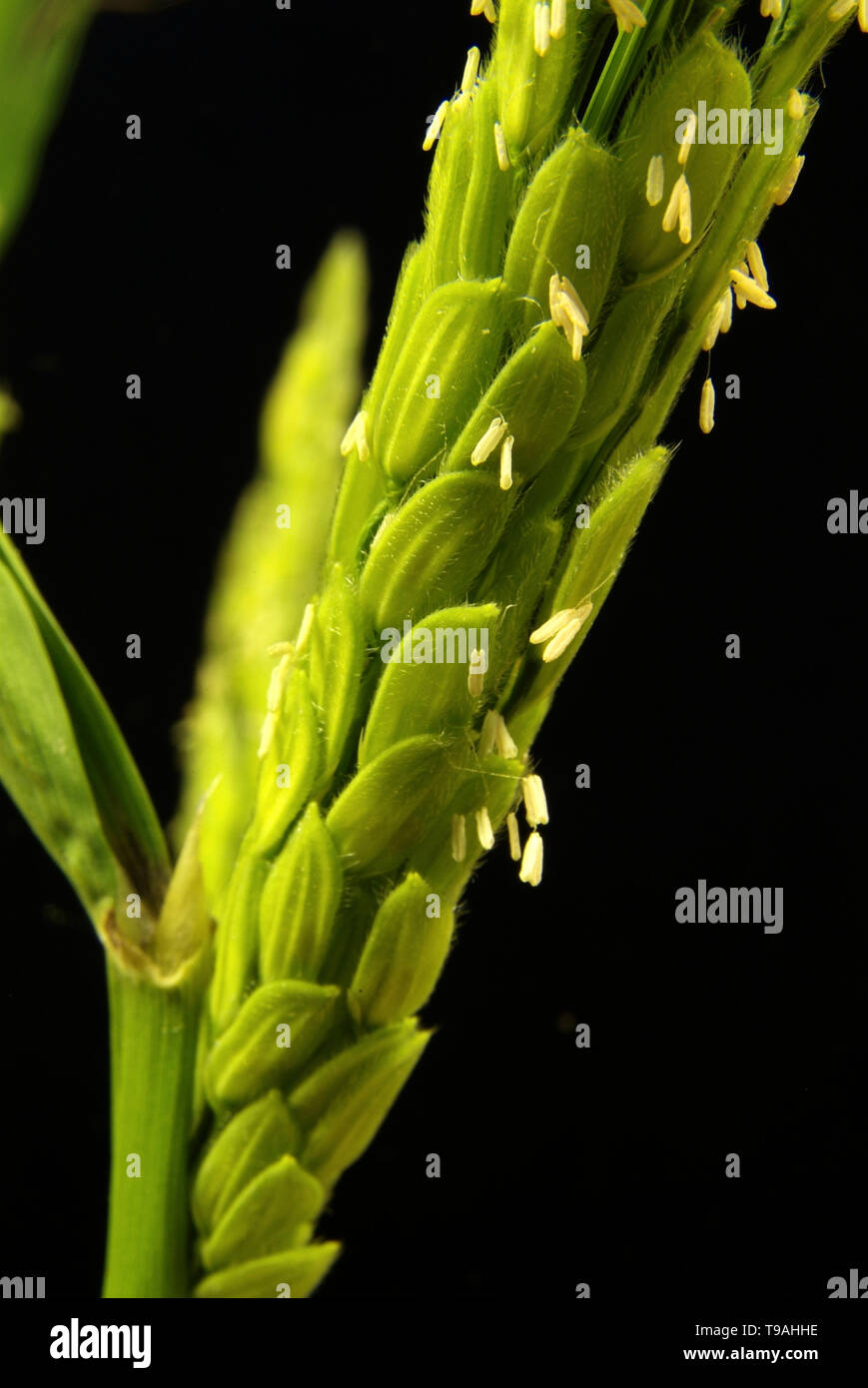 Po valley rice hi-res stock photography and images - Alamy