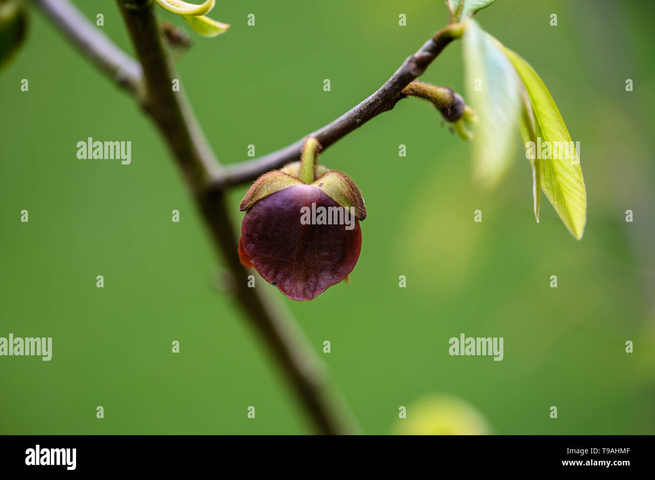 Closeup of a flower of asimina tree in spring time Stock Photo - Alamy