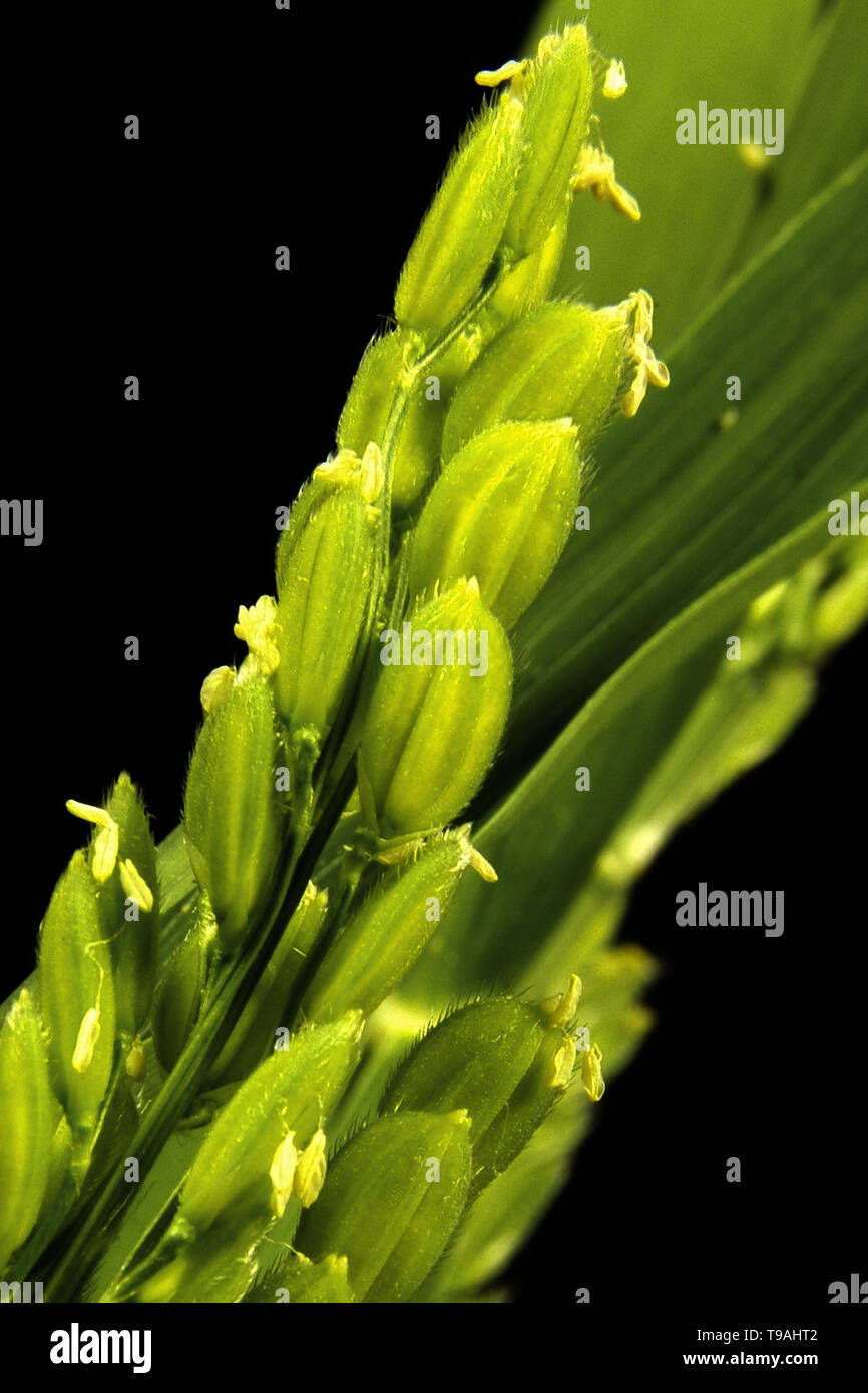 Italy rice po valley hi-res stock photography and images - Alamy
