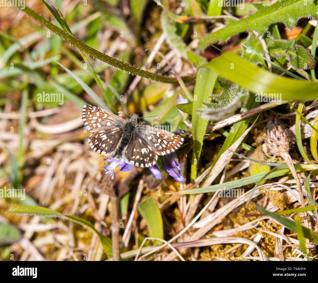 Llanymynech rocks nature reserve hi-res stock photography and images ...