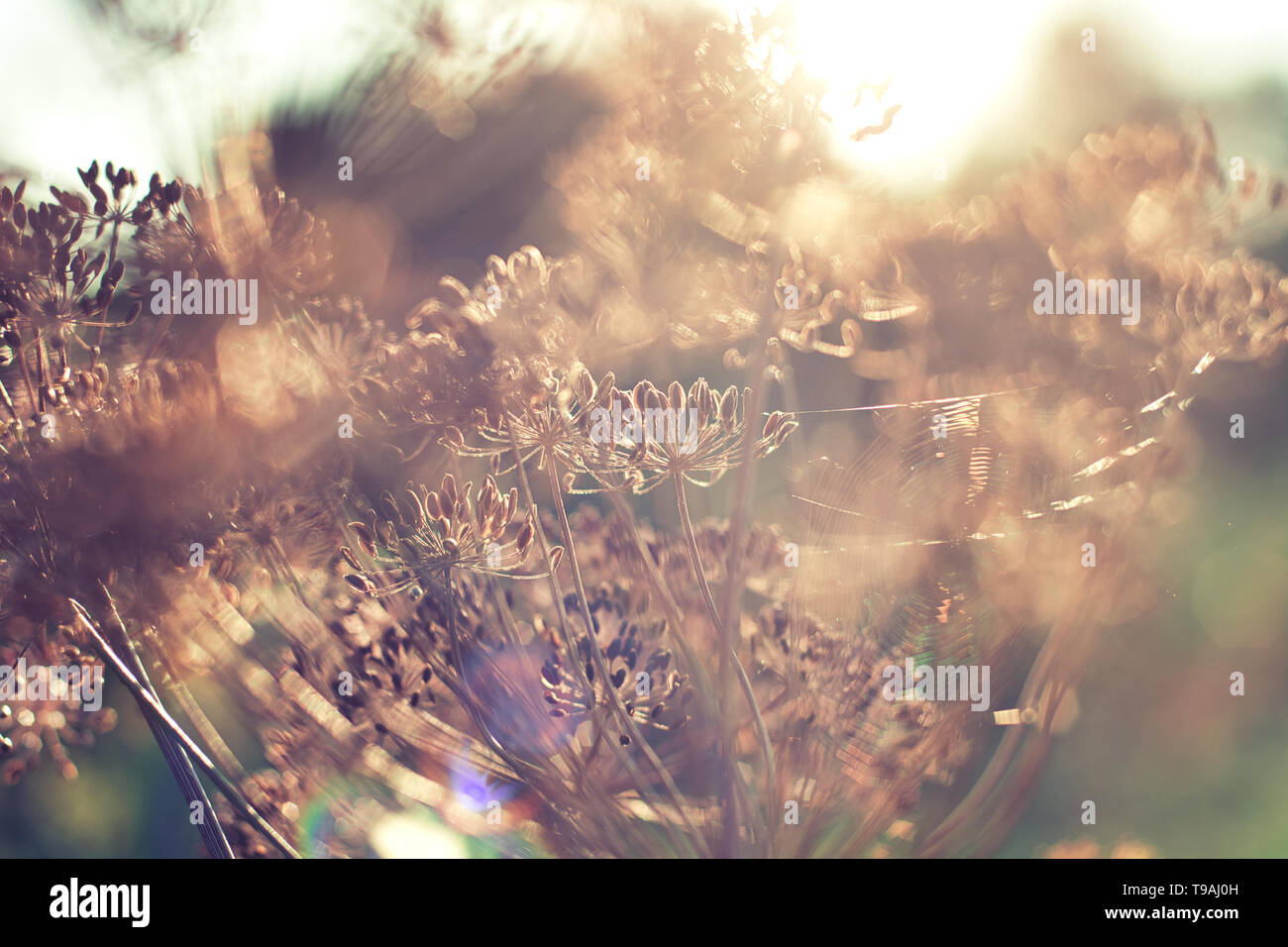 Vegetation texture hi-res stock photography and images - Alamy